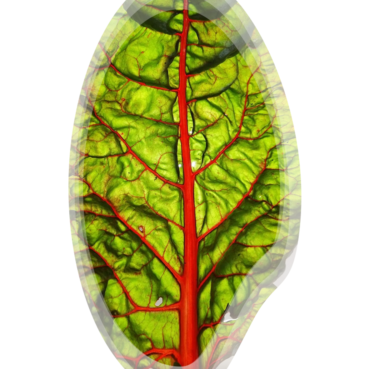 Phyeion profile — fxhash